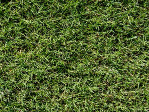 Easy Blue, Floor Green Sod Farm